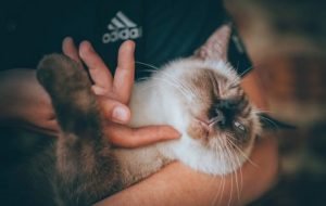 Building a strong bond with your cat - Saving Cats, Dogs and Cash